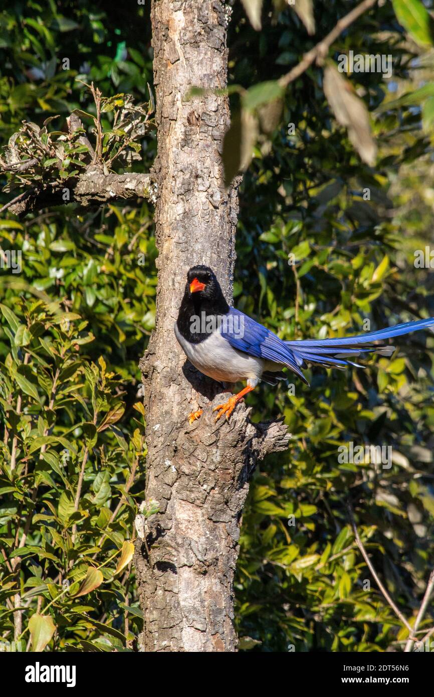 The Portrait Of Red Billed Blue Magpie Stock Photo - Alamy