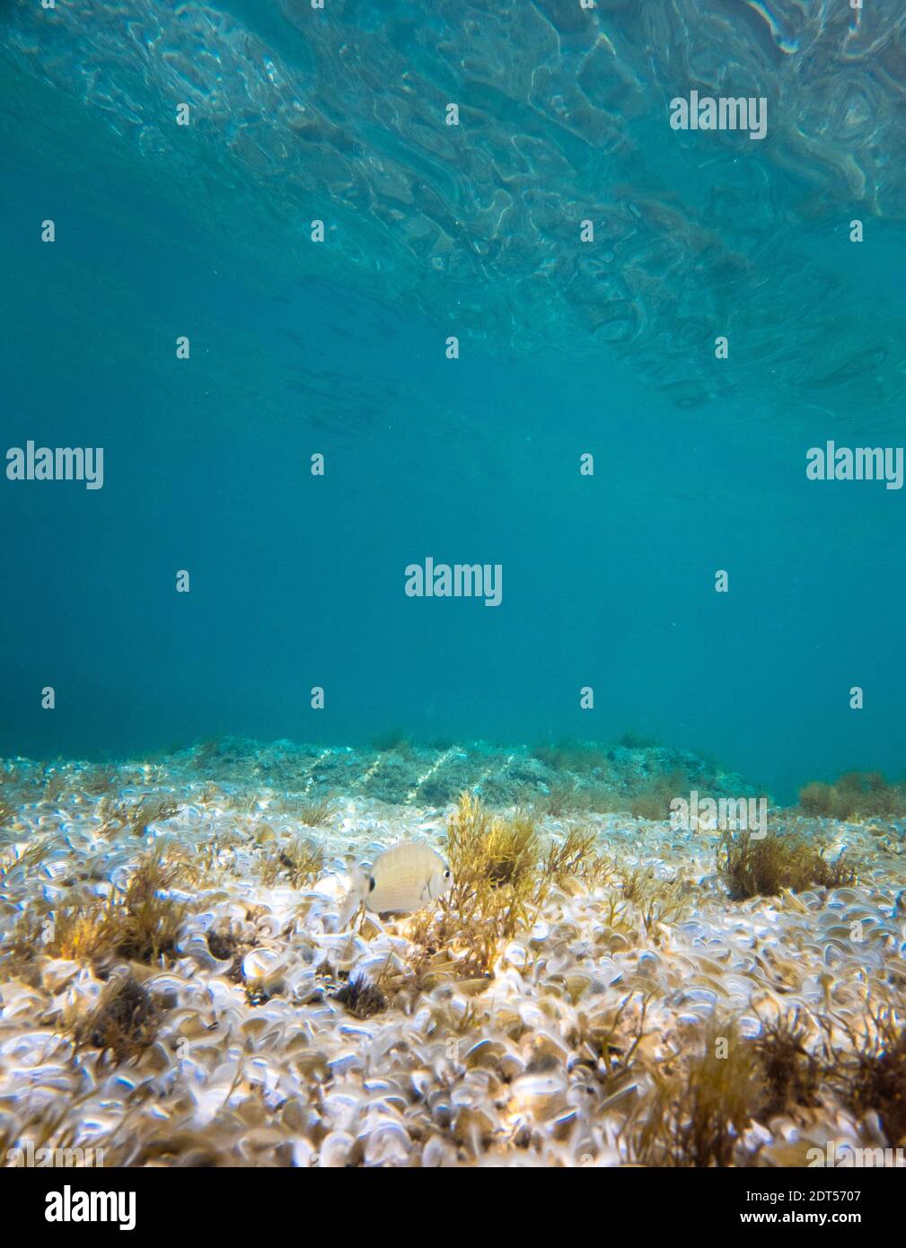 Underwater fish and grass in ocean Stock Photo - Alamy