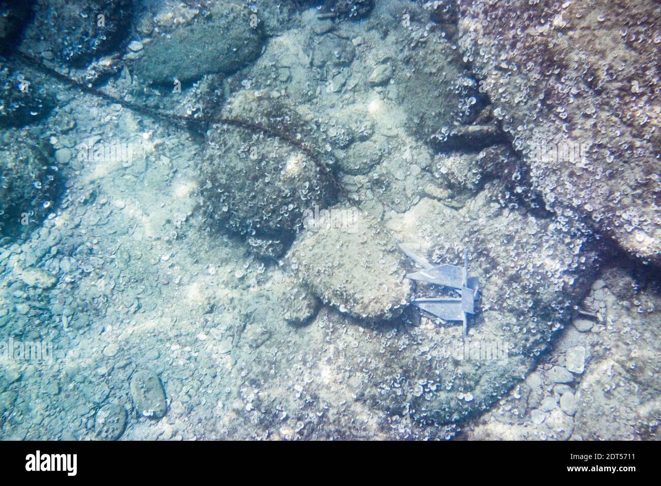 Algae stone ocean floor hi-res stock photography and images - Alamy