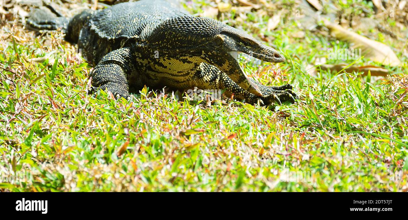 Varan with open fauces. Monitor lizard (Asian water monitor, kabaragoya ...