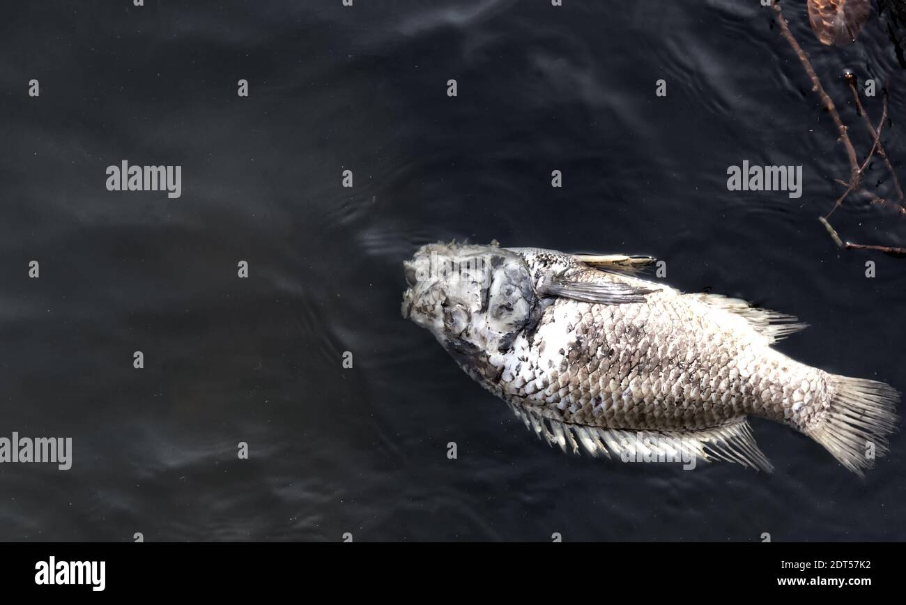 Tilapia Breeding High Resolution Stock Photography and Images - Alamy