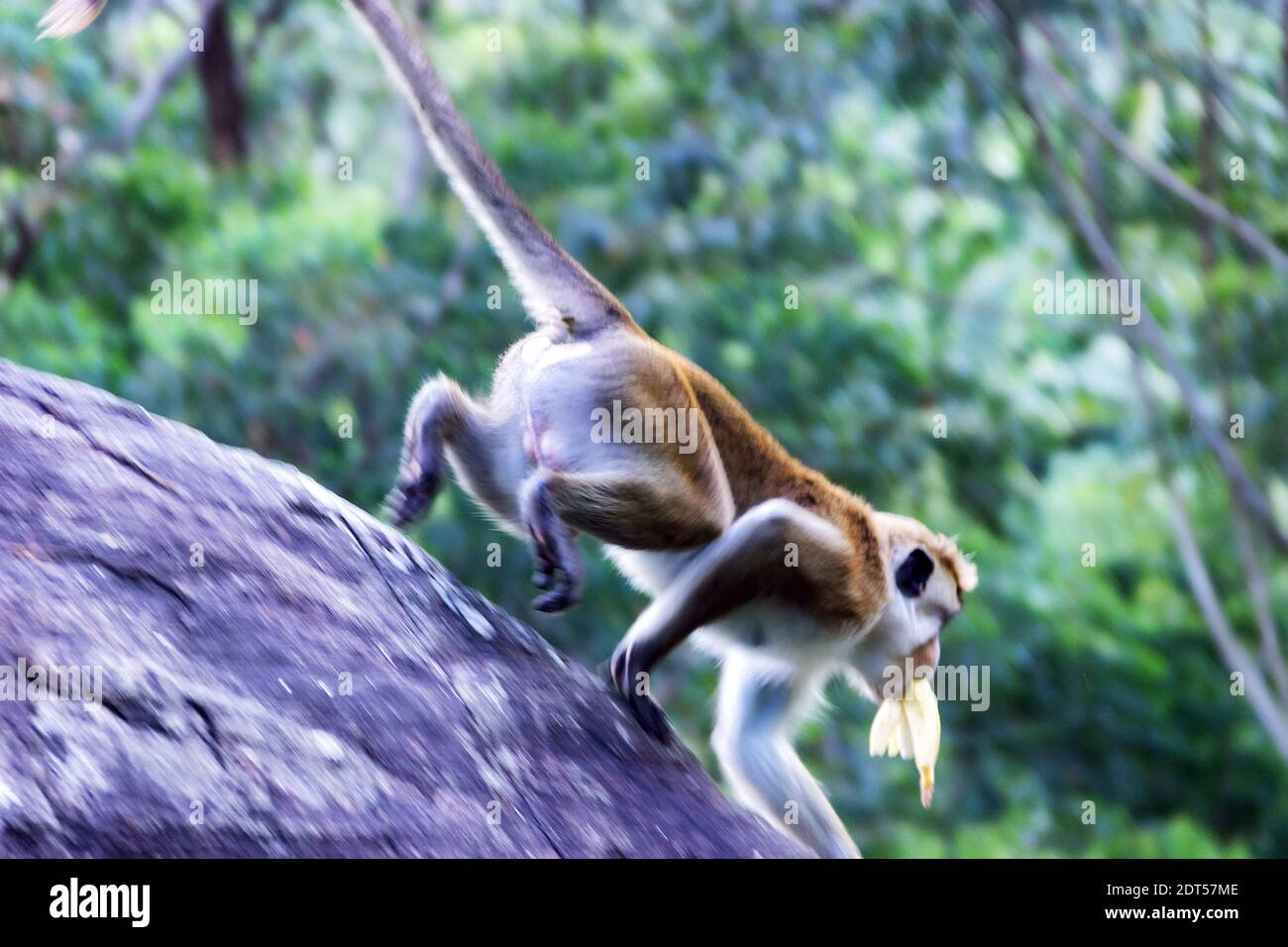 Monkey on the background of rainforested mountains. Endemic fauna of ...