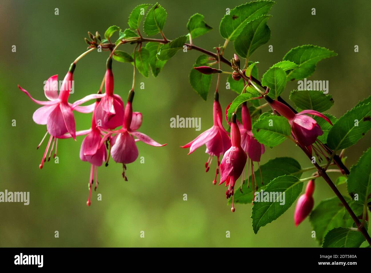 Hardy fuchsia flower Stock Photo - Alamy