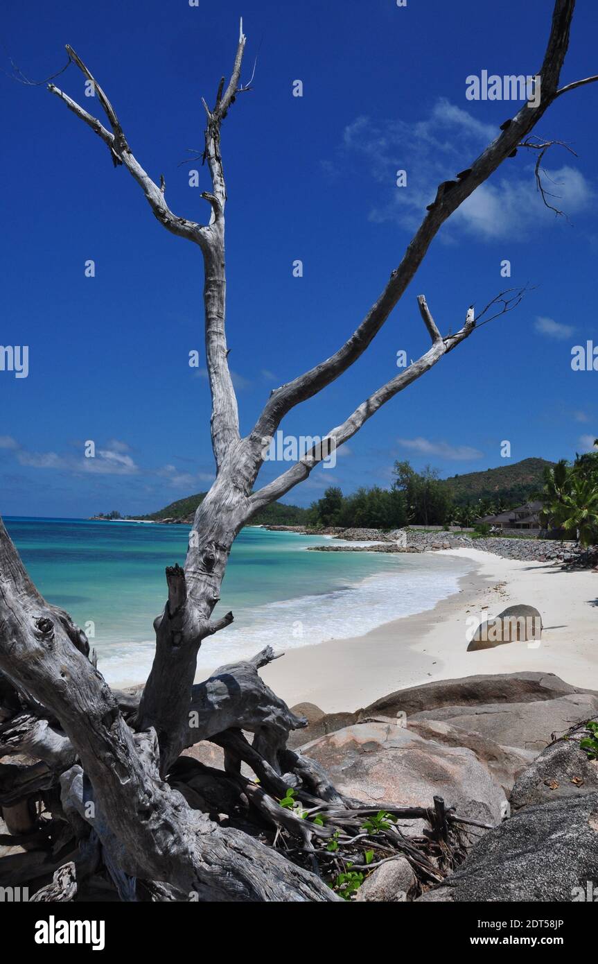 Exotic beach with palm trees in praslin island, seychelles Stock Photo ...
