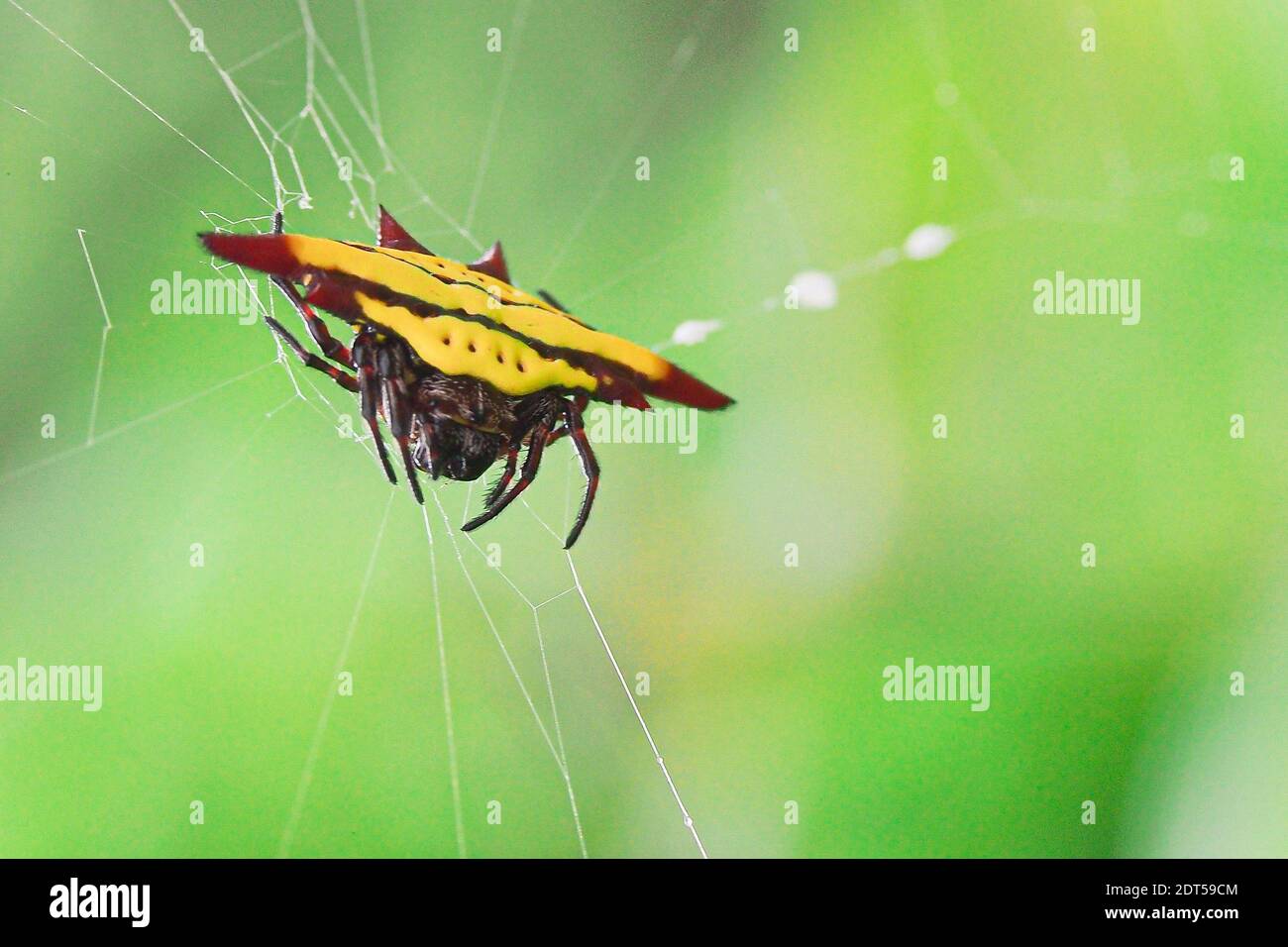Golden Jumping Spider High Resolution Stock Photography and Images - Alamy