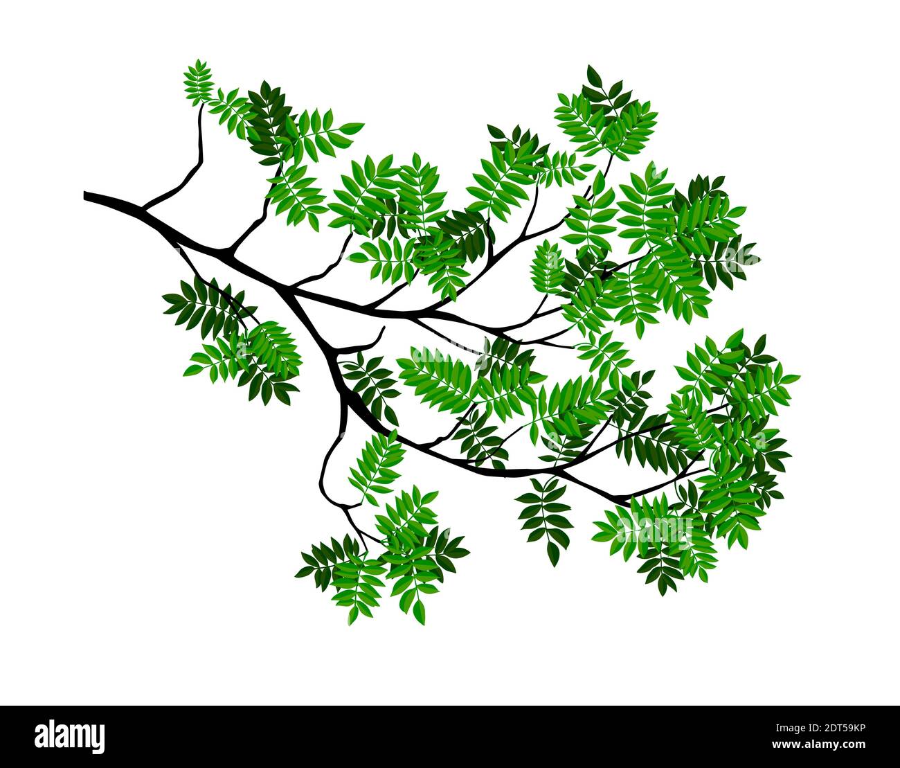 Summer tree branch with fresh green leaves. Vector illustration Stock ...