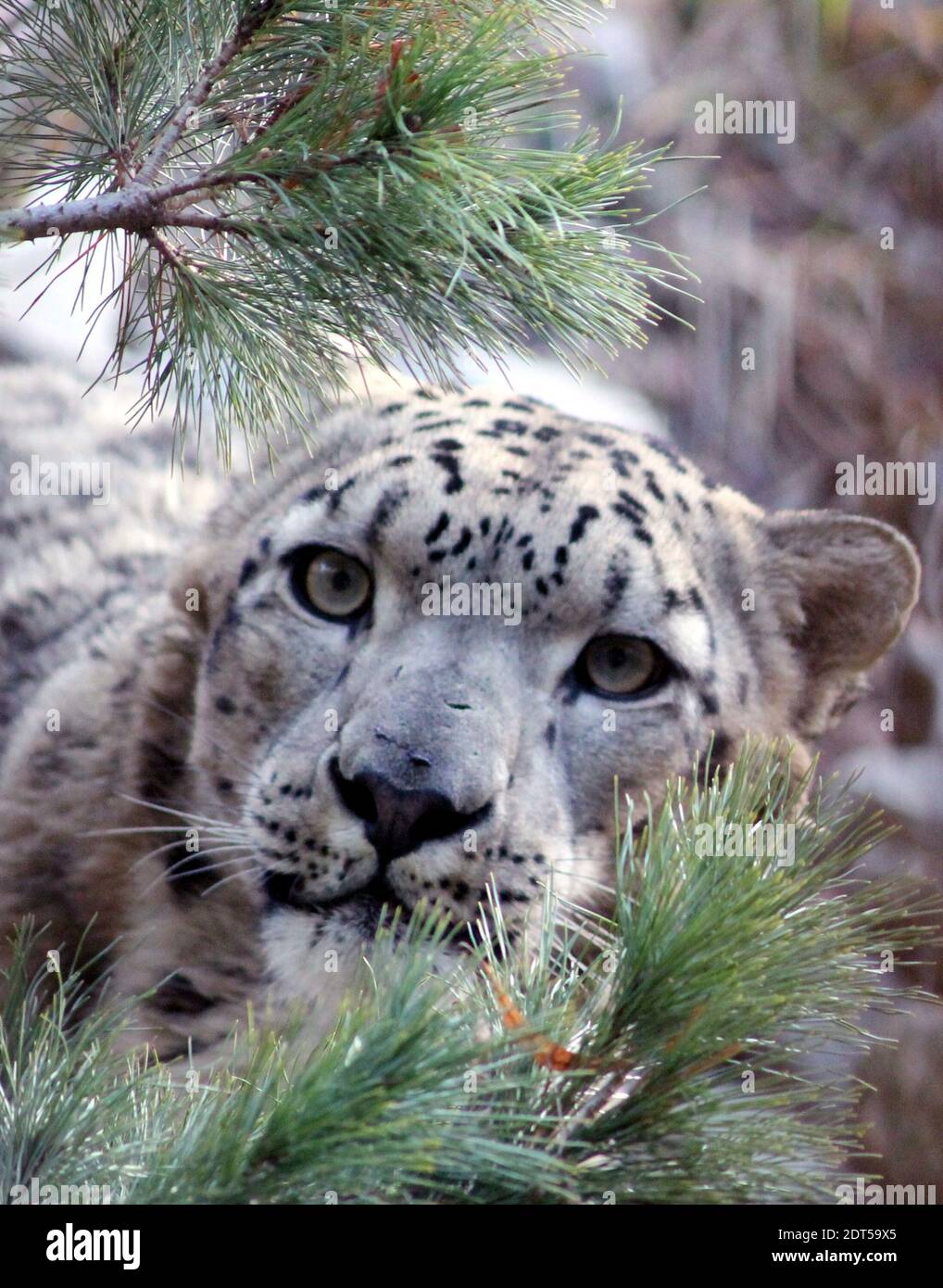 Snowleopard hi-res stock photography and images - Alamy