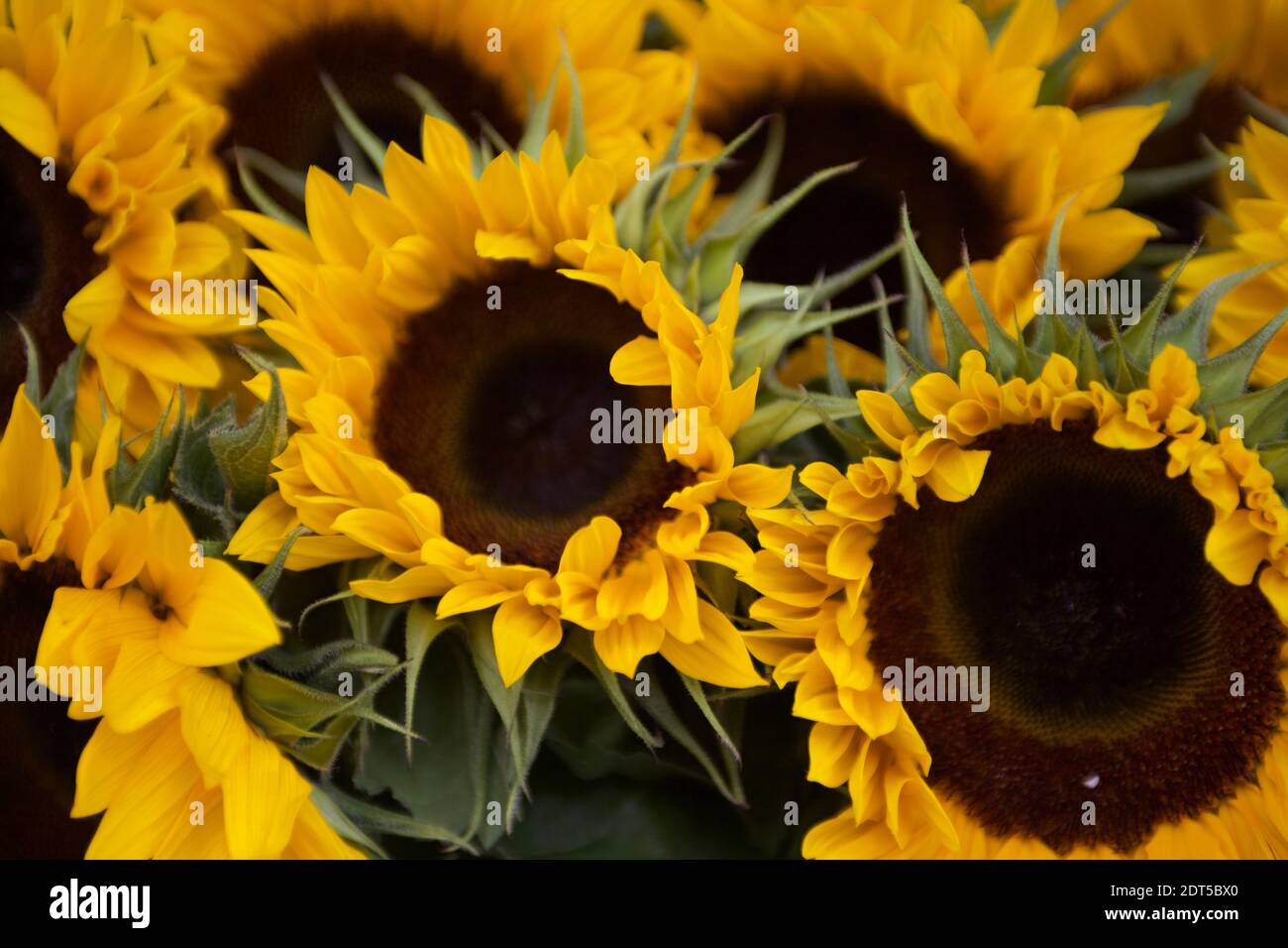 Sunseed hi-res stock photography and images - Alamy