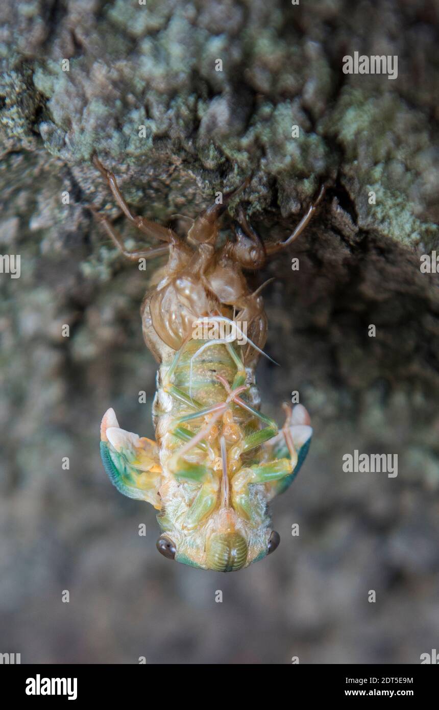 Green cicada emerging from shell Stock Photo - Alamy