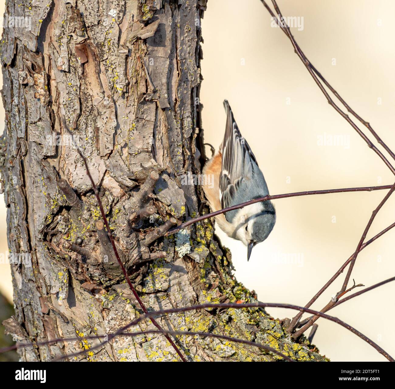 White breasthed nuthatch hi-res stock photography and images - Alamy