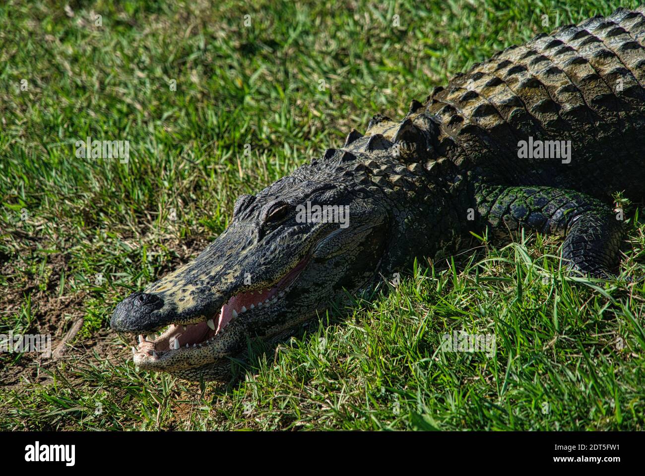 Everglades alligator sign hi-res stock photography and images - Alamy
