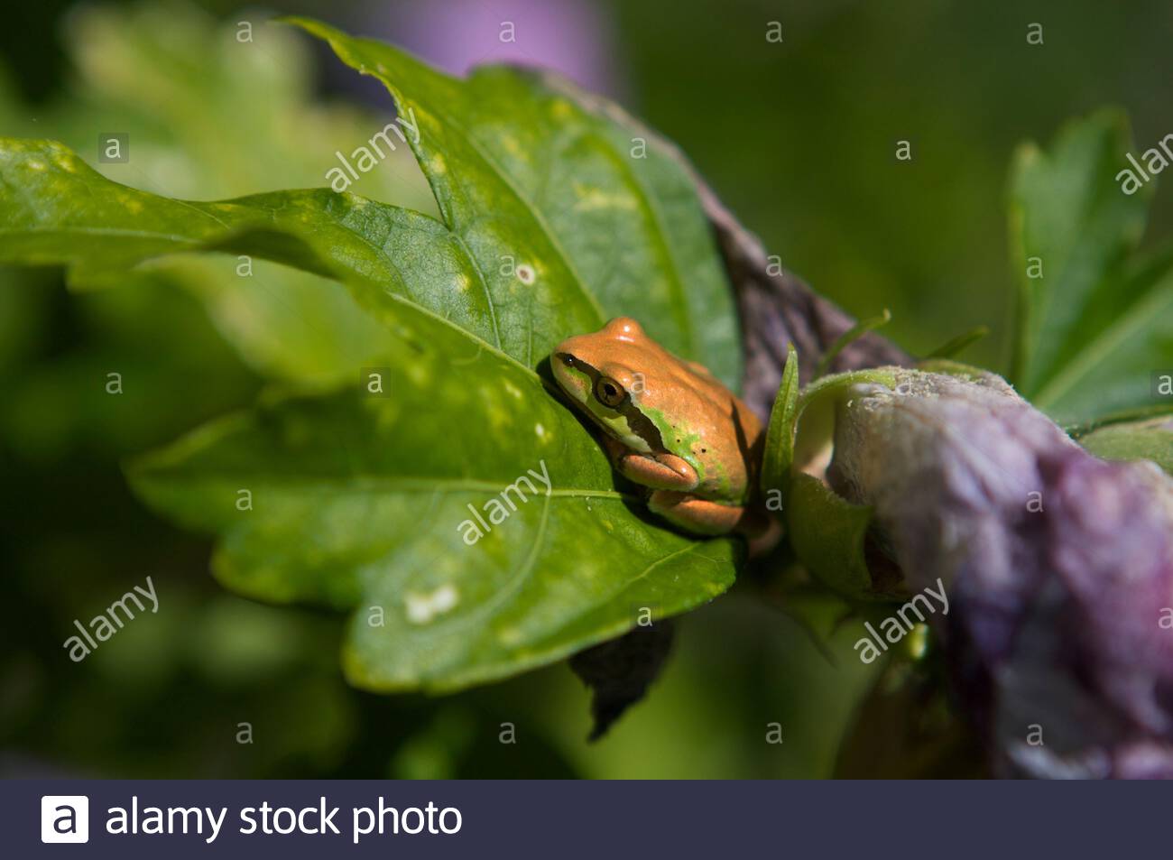 A Pacific Tree Frog High Resolution Stock Photography and Images - Alamy