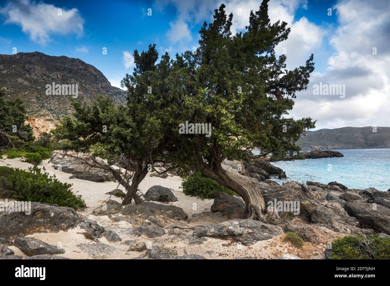 Trees surrounded by rocks at beach Stock Photo - Alamy