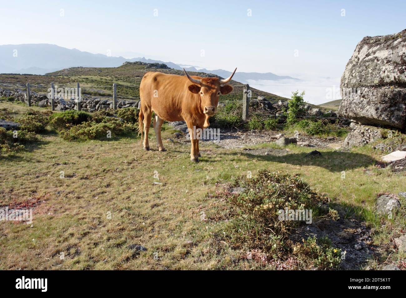Portuguese mountain cow. North of Portugal Stock Photo - Alamy