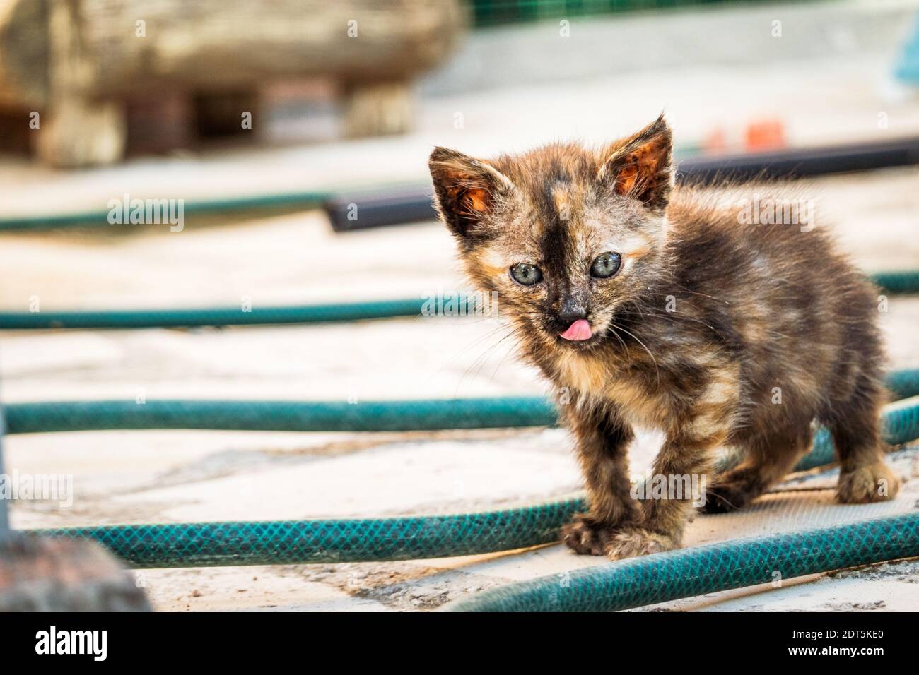 Kitten looking out of pipe hi-res stock photography and images - Alamy