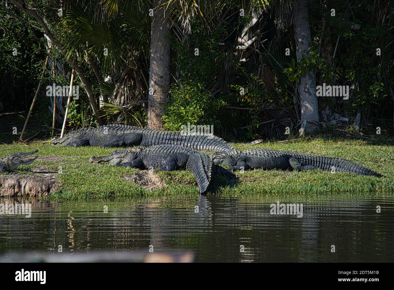 Big lizards up close hi-res stock photography and images - Alamy
