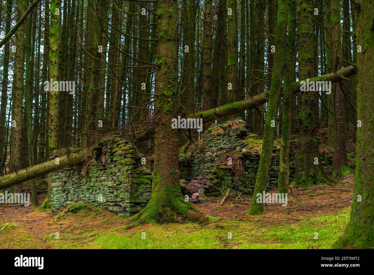 Trees Growing In Forest Surrounding A Ruin Stock Photo - Alamy