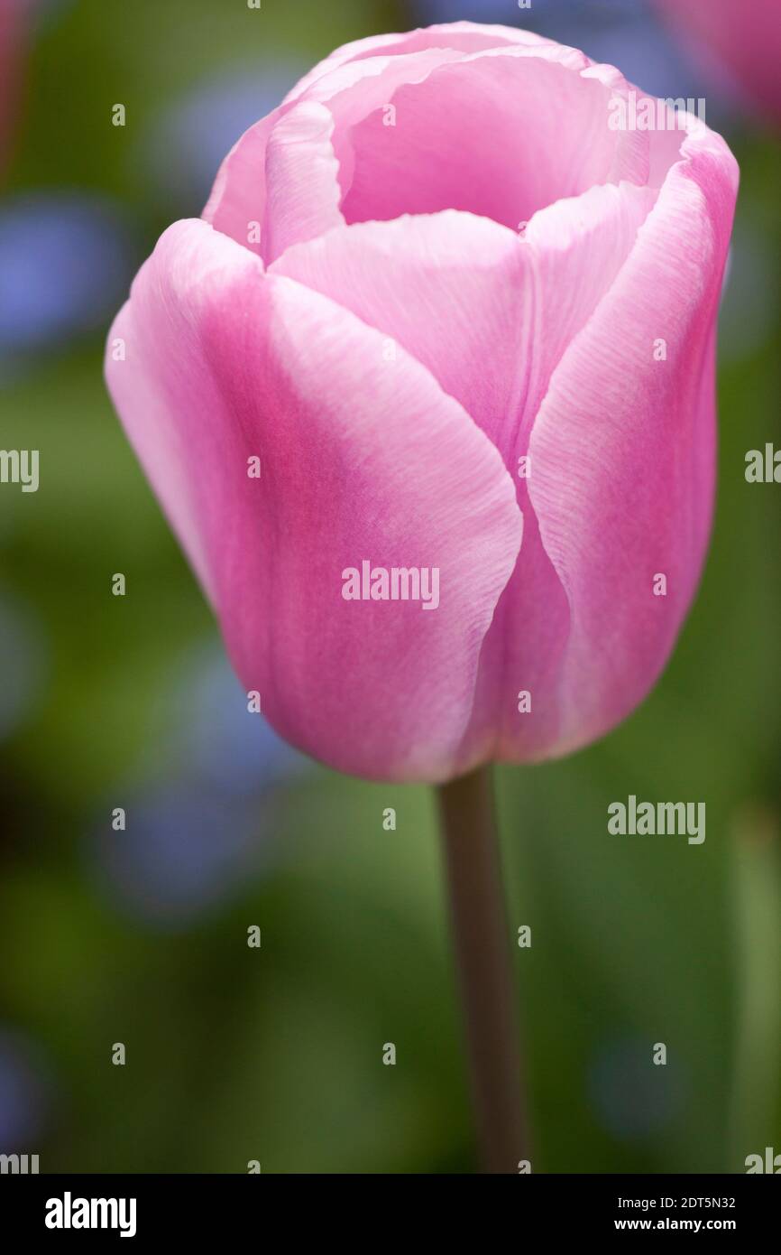 Tulip blossom seasons hi-res stock photography and images - Alamy