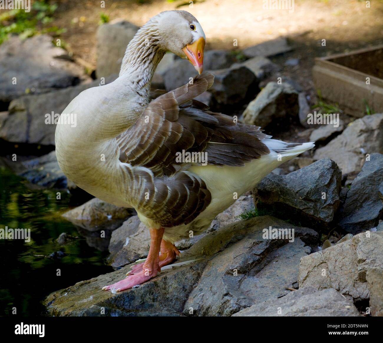 Duck claws hi-res stock photography and images - Alamy