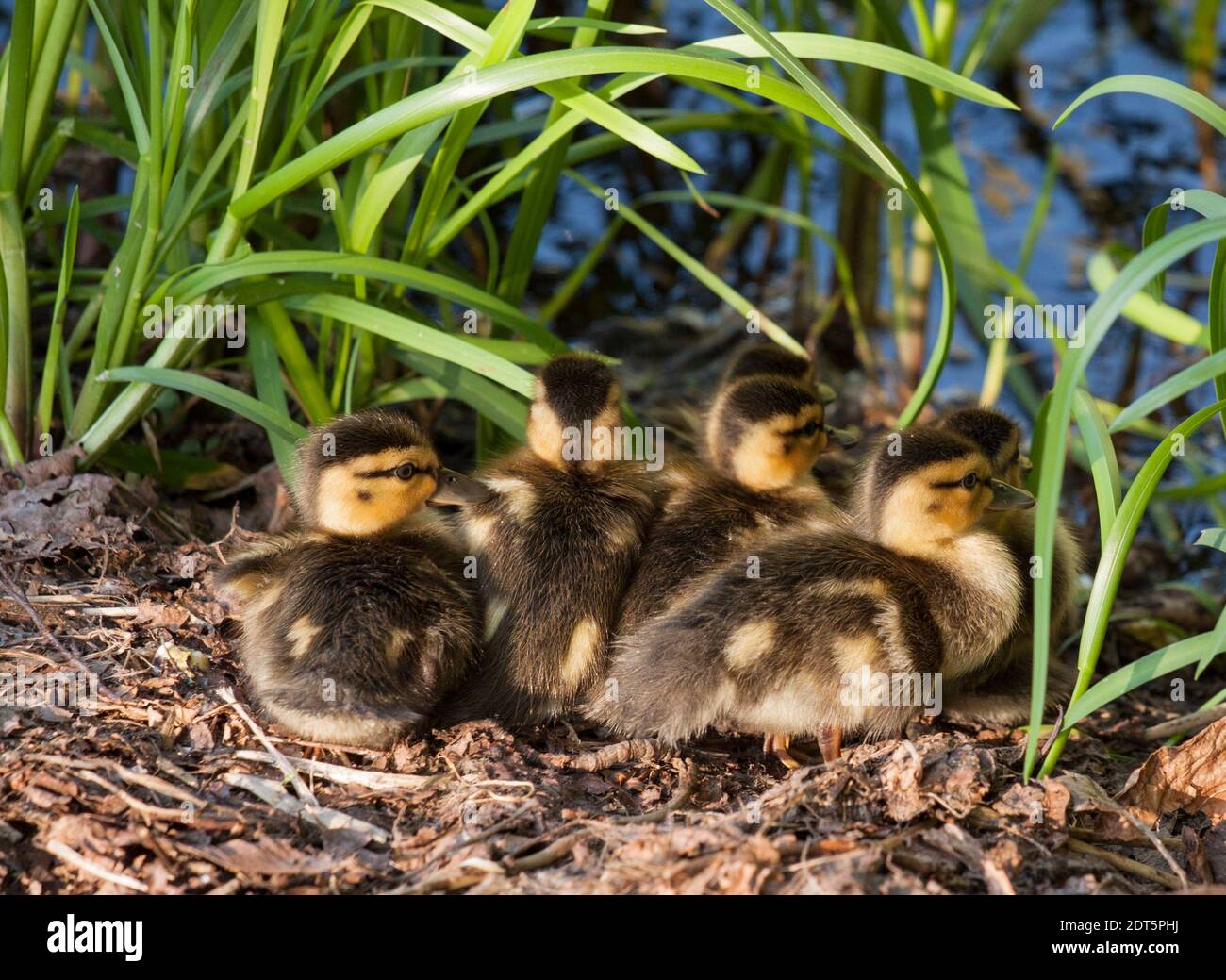 Ducklings cute hi-res stock photography and images - Alamy
