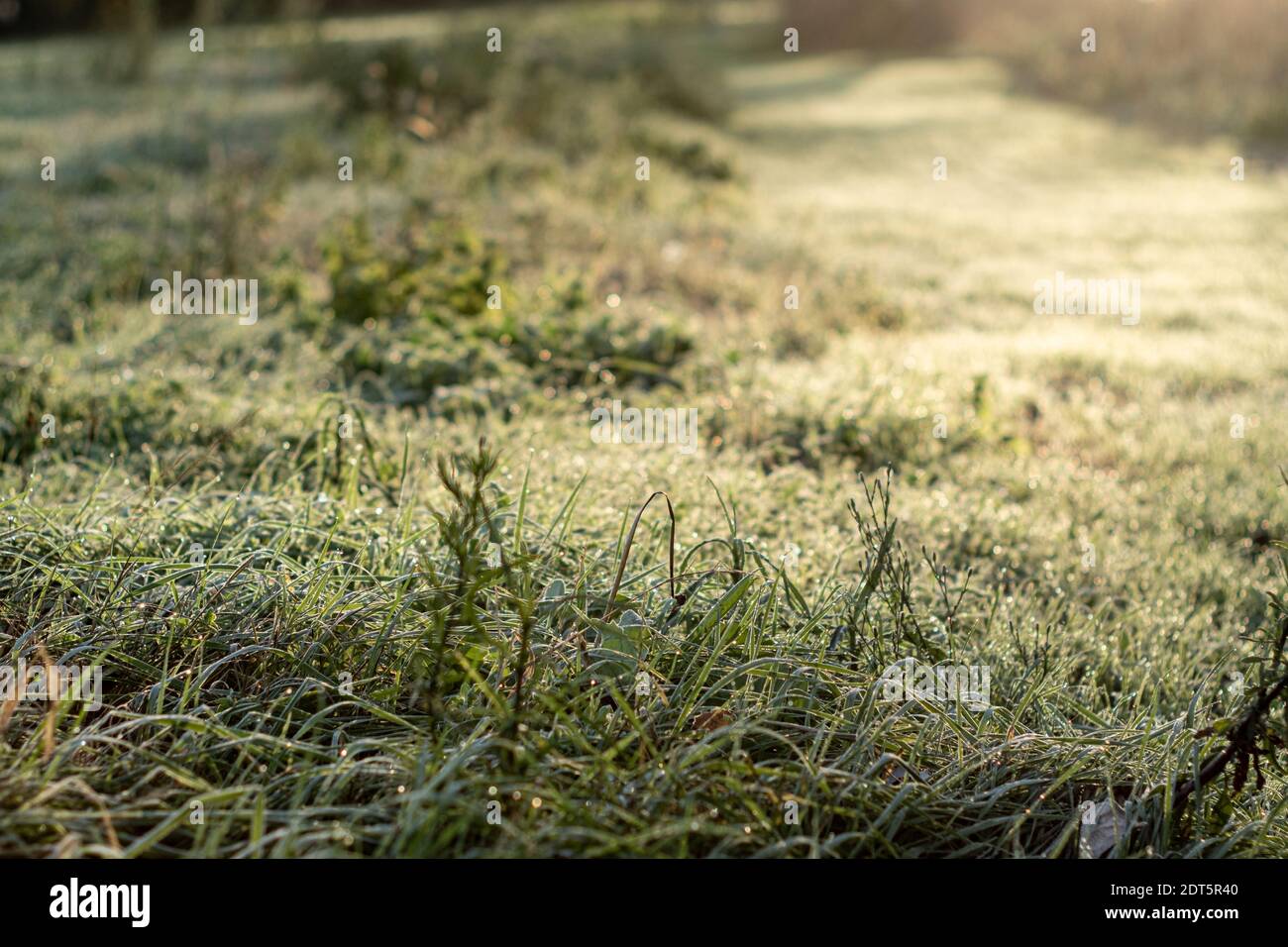 Frozen and humid green grass herbs on a forest landscape on a yellow ...