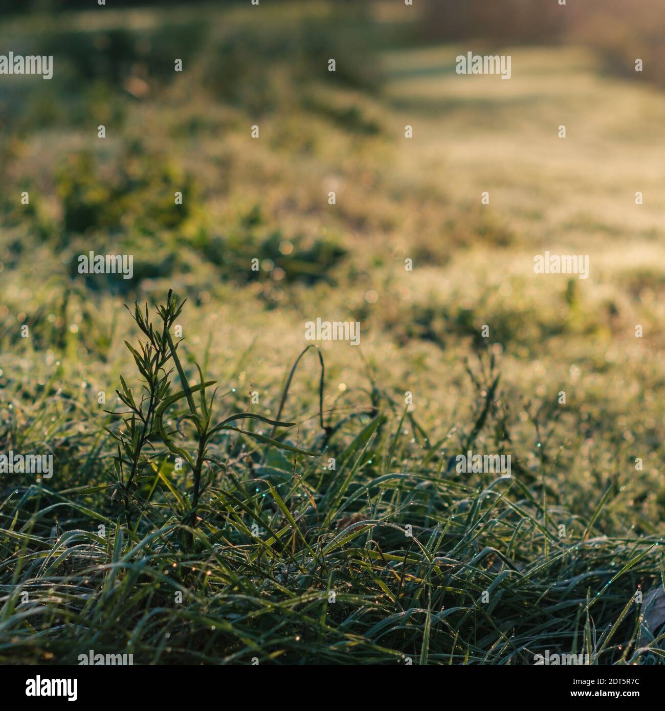 Frozen and humid green grass herbs on a forest landscape on a yellow ...