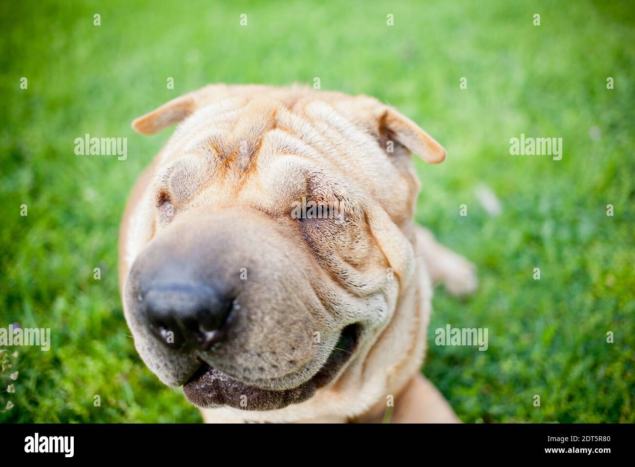 sharpei dog in a park Stock Photo - Alamy