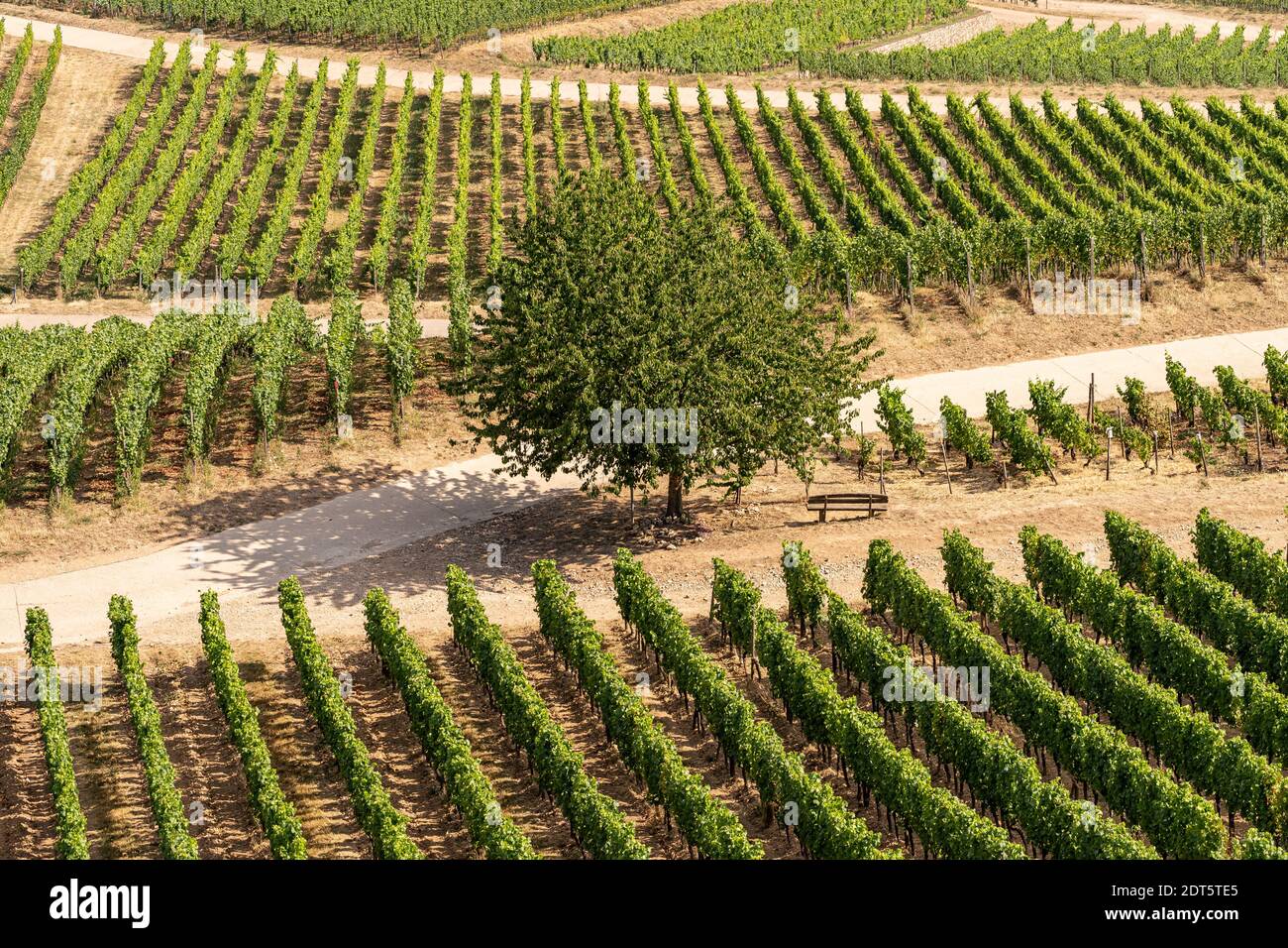 Beautiful hillside vineyards along the Rhine River near ruedesheim and ...