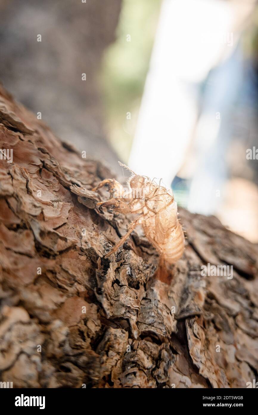 Close-up of brown insect Stock Photo - Alamy