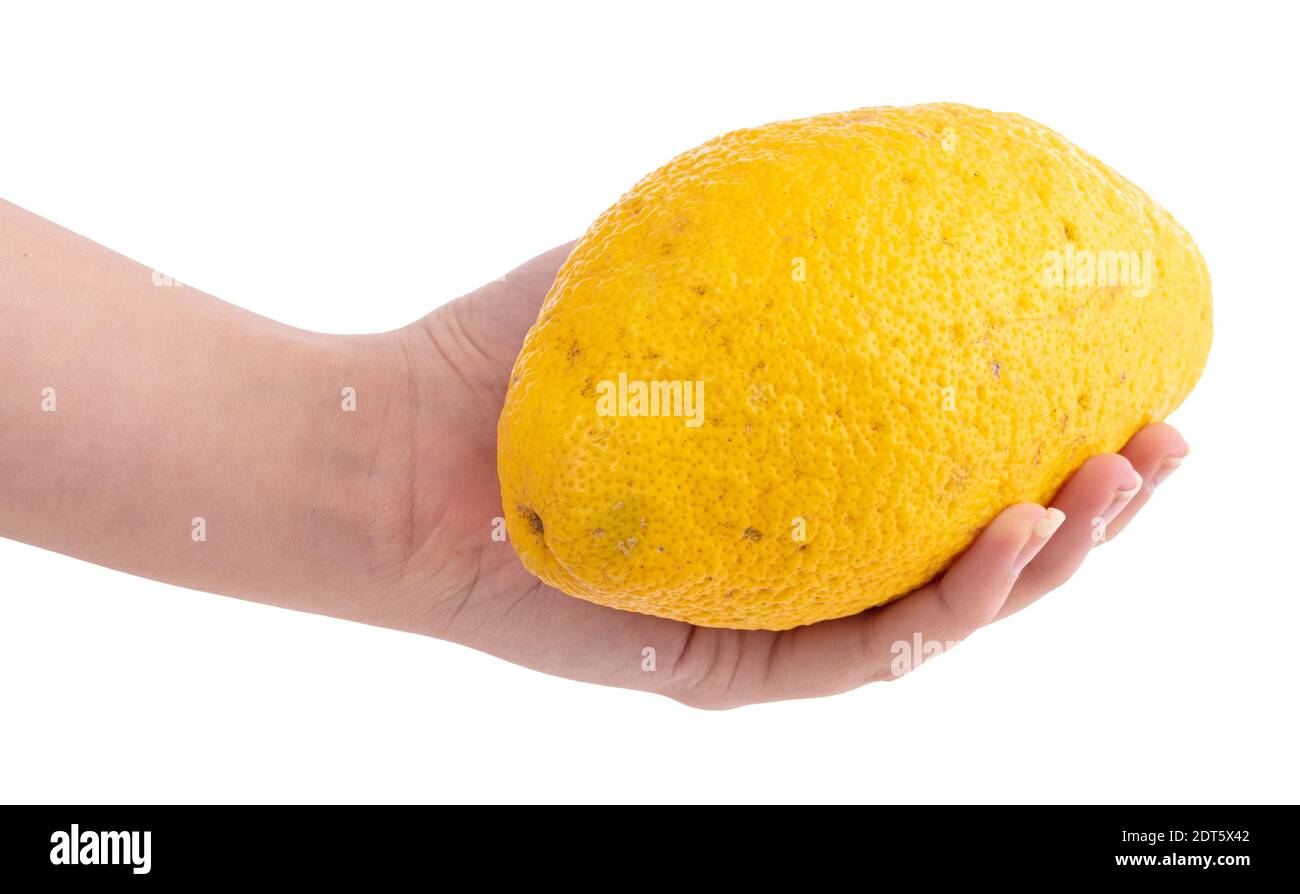 Large yellow citron for candied on white background Stock Photo - Alamy