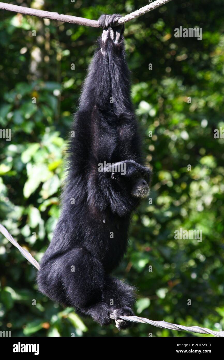 Monkey swinging from tree hi-res stock photography and images - Alamy