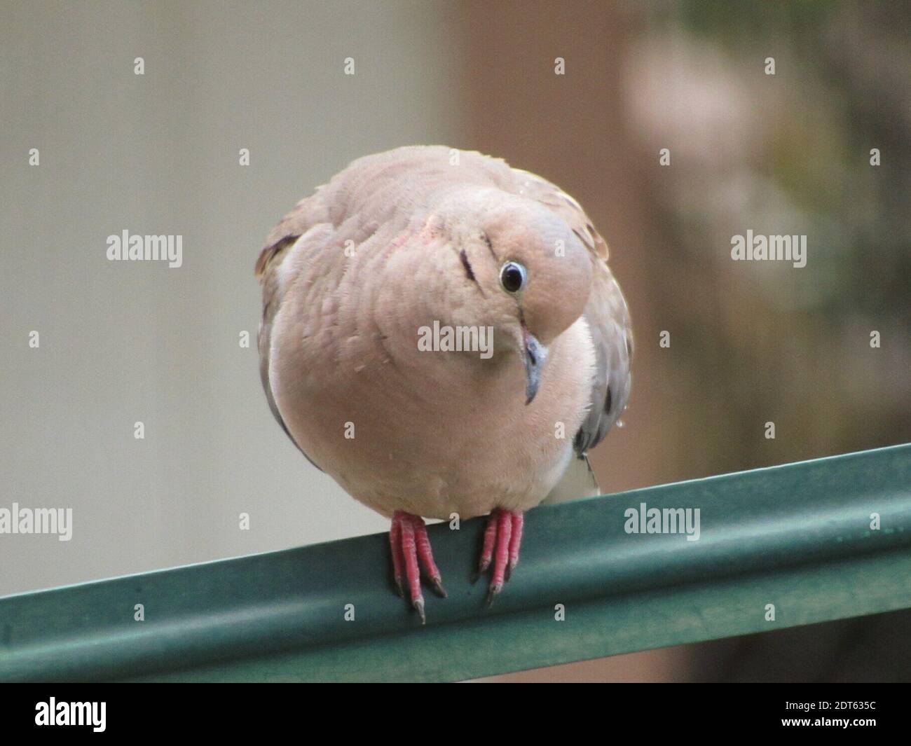 Bird looking down camera hi-res stock photography and images - Alamy