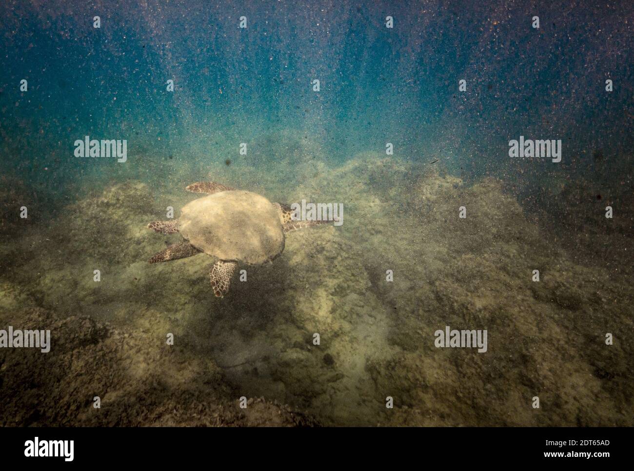 Sea turtle in shallow water of coral reef Stock Photo - Alamy