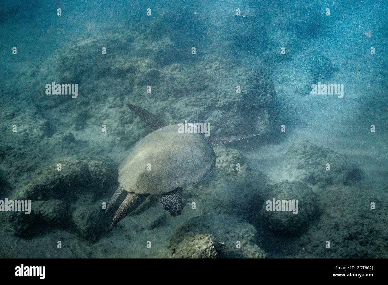 Sea turtle in shallow water of coral reef Stock Photo - Alamy