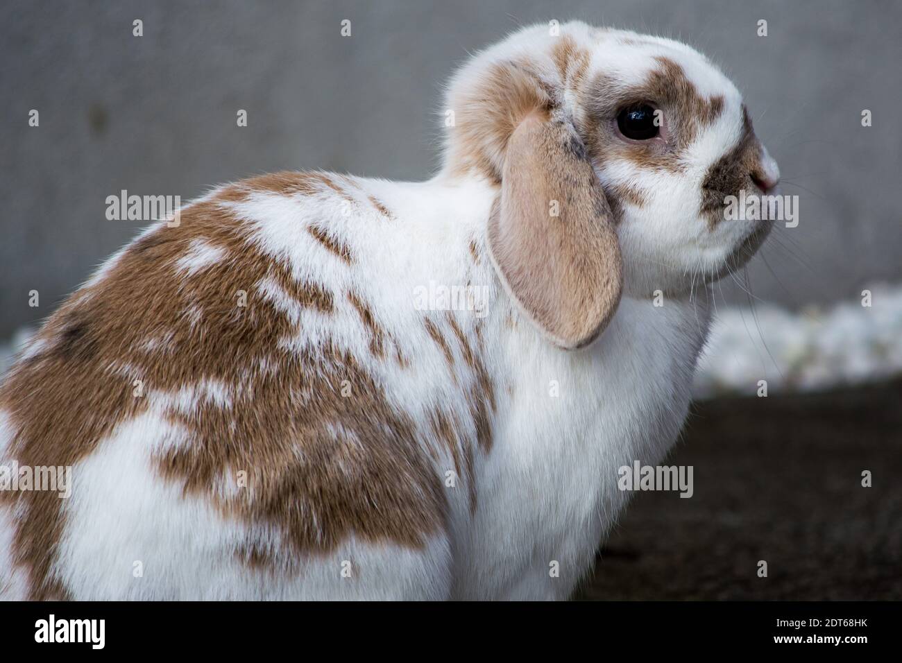White brown rabbits hi-res stock photography and images - Alamy