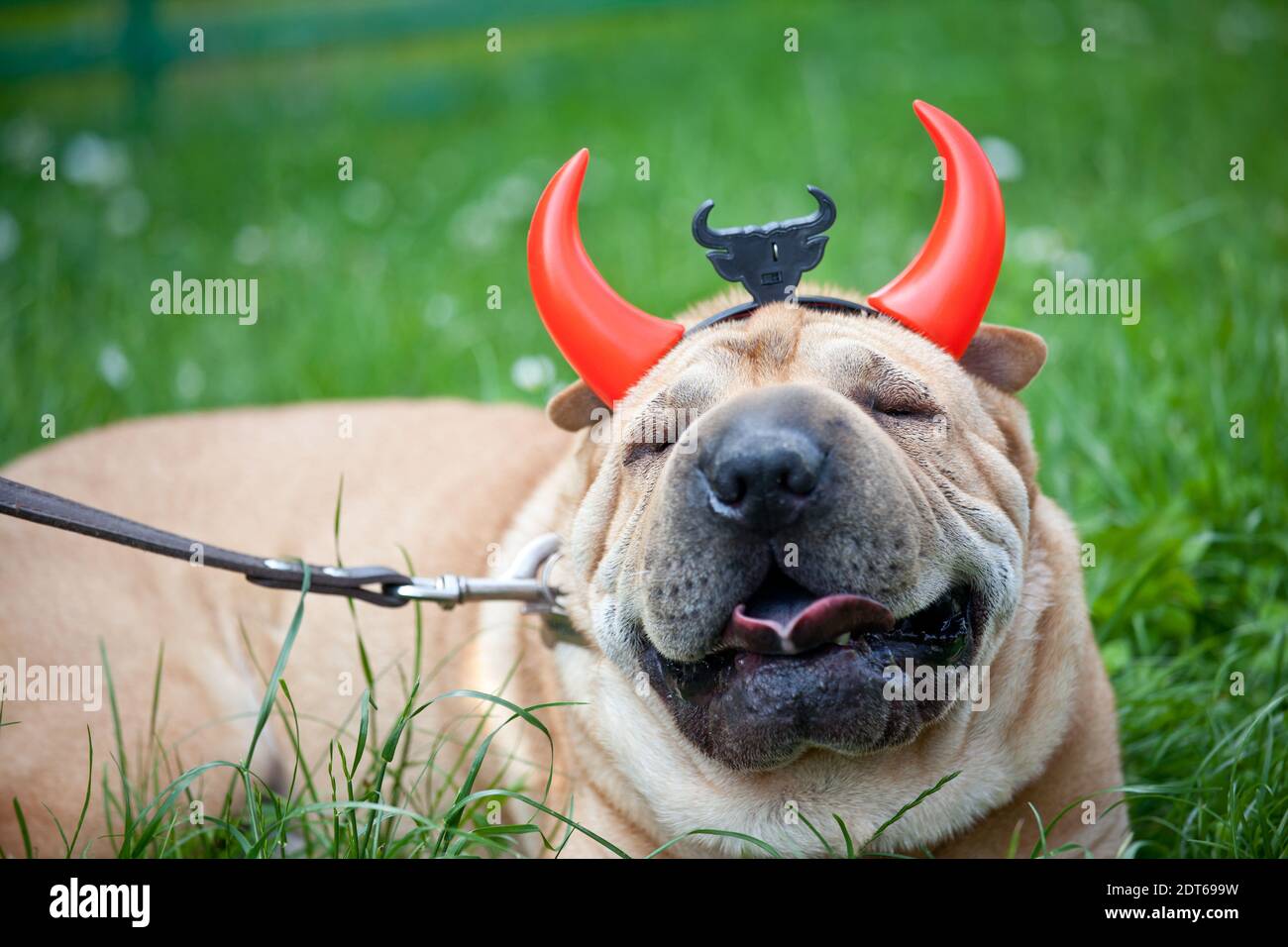 Horn Dog