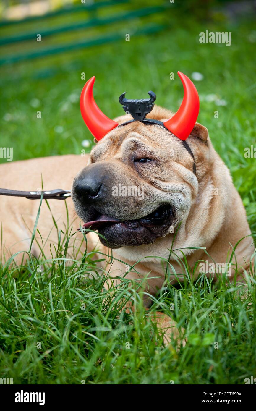 sharpei dog wearing devil horn Stock Photo - Alamy