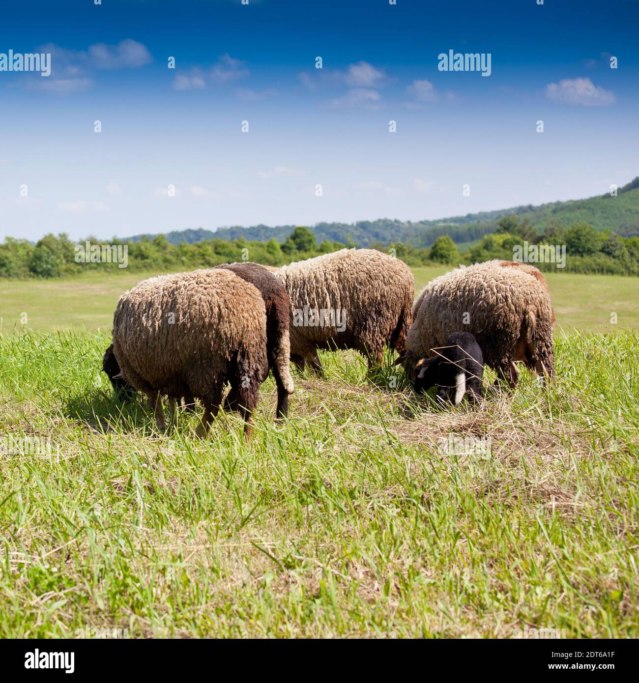 Fuzzy lambs ears hi-res stock photography and images - Alamy