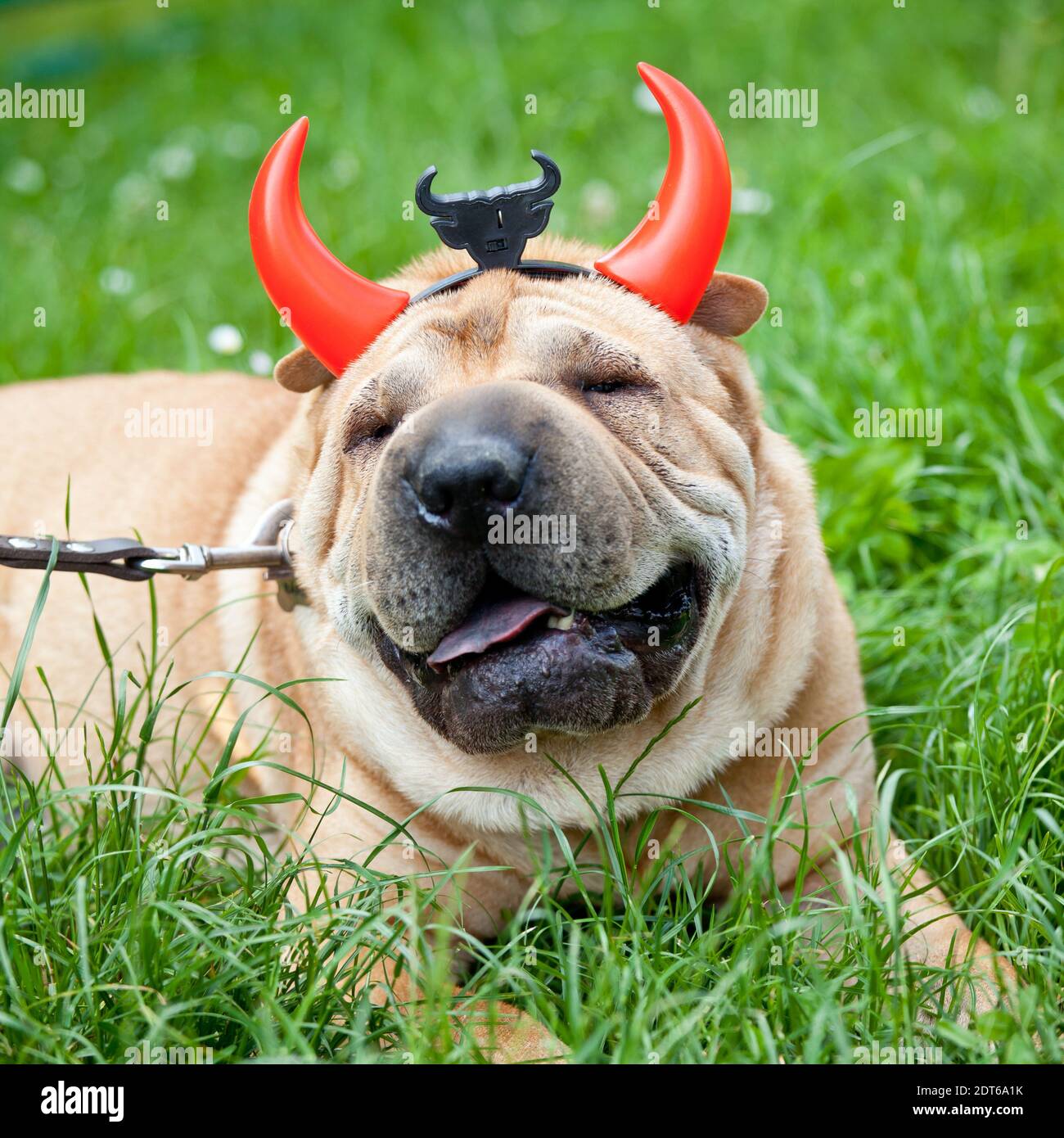 Portrait bad devil horns hi-res stock photography and images - Alamy