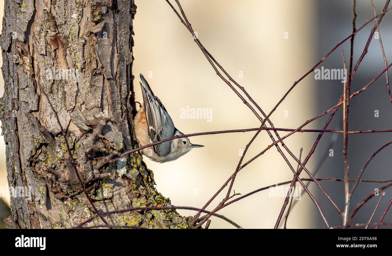 White breasthed nuthatch hi-res stock photography and images - Alamy
