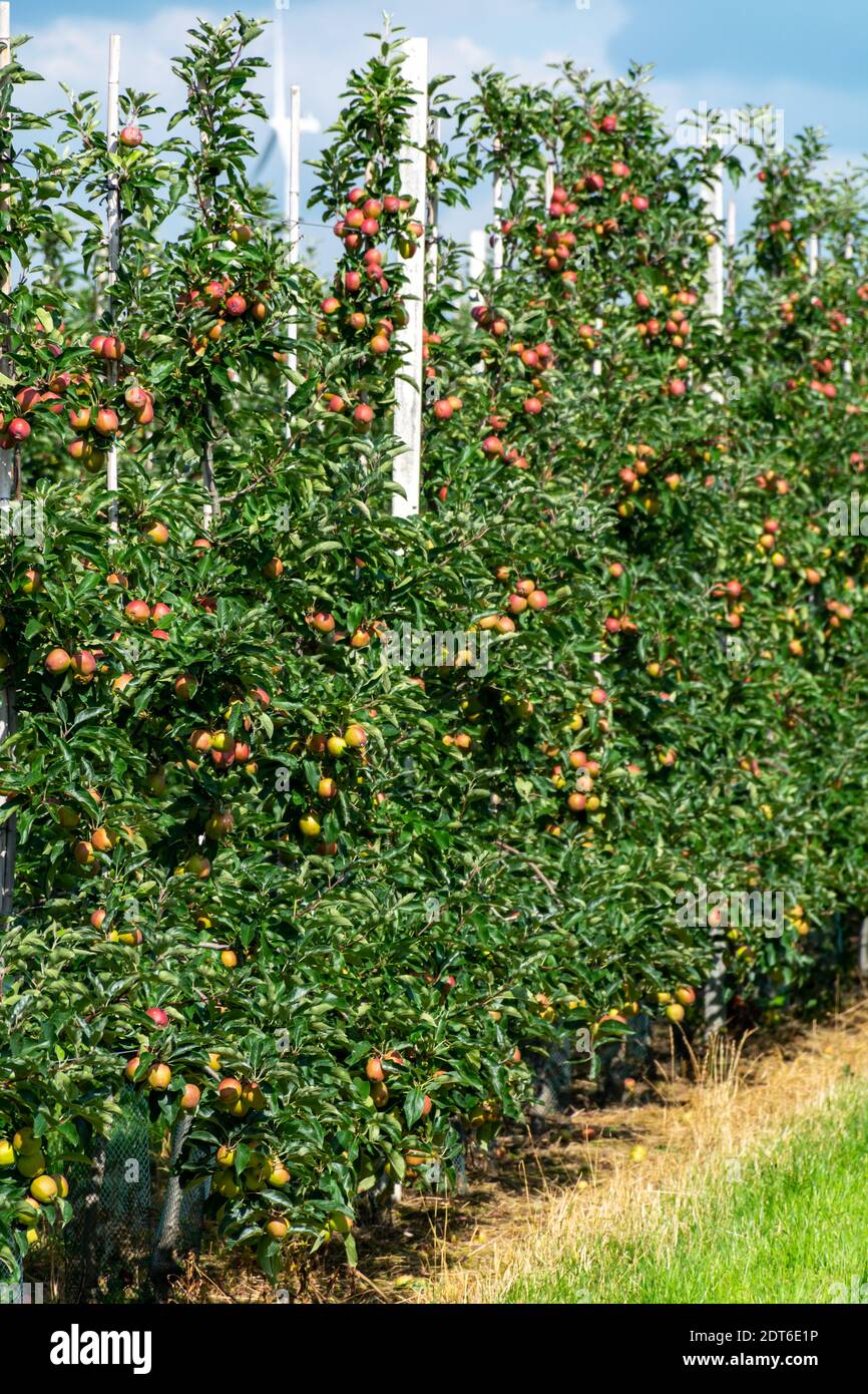 Green organic orchards with rows of apple trees with ripening fruits in ...