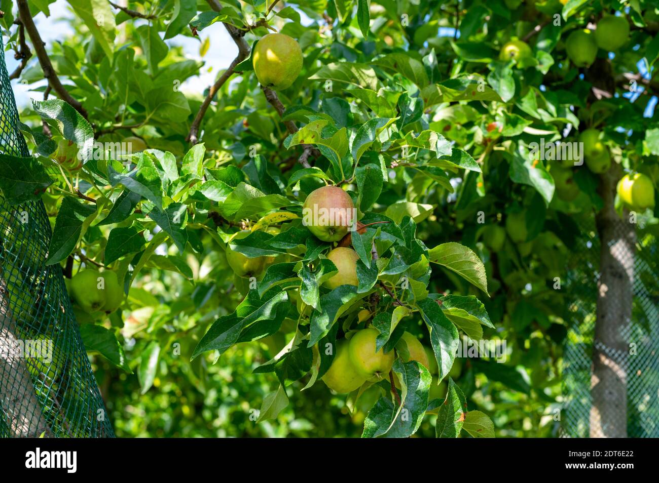 Green organic orchards with rows of apple trees with ripening fruits in ...