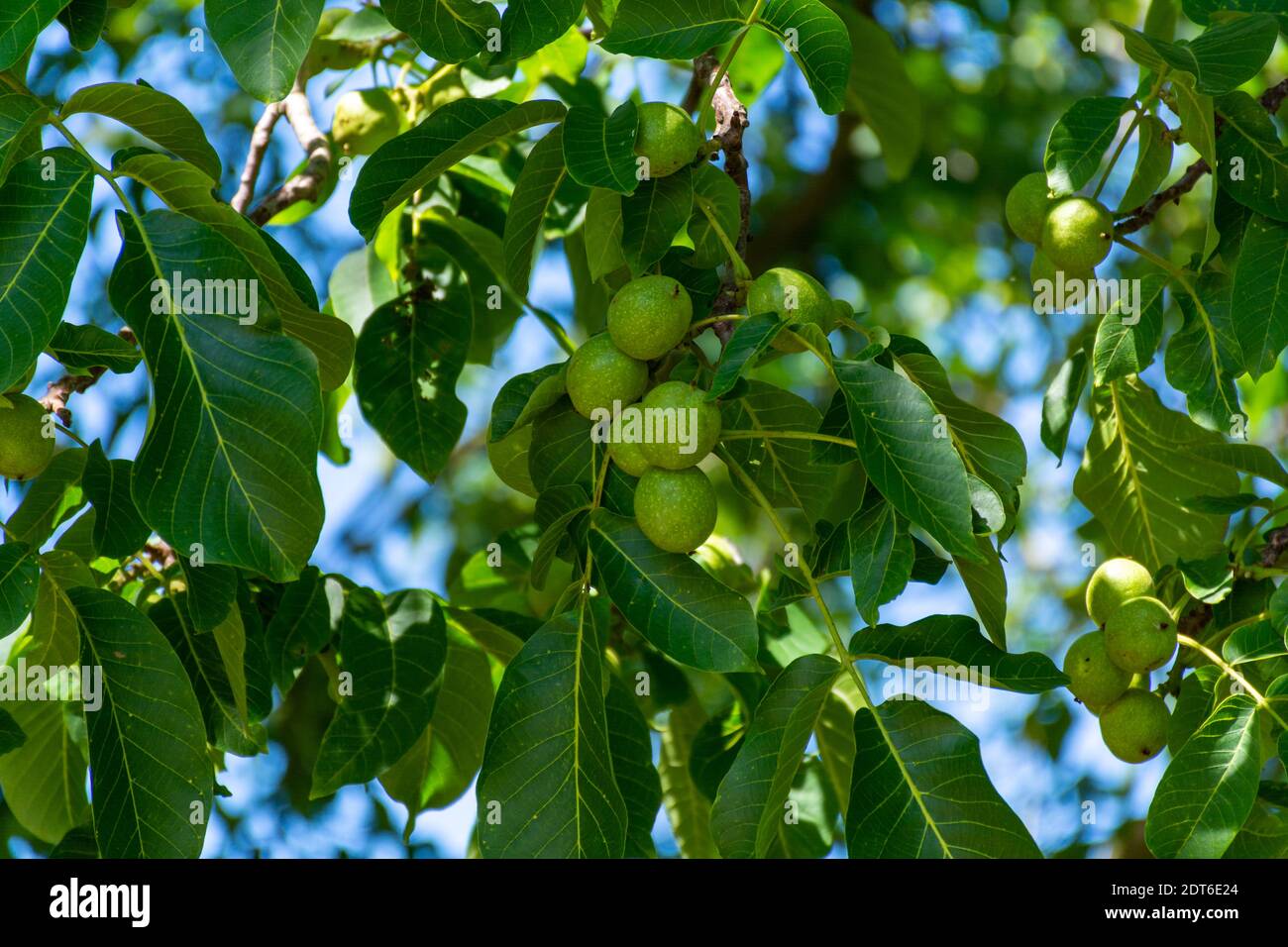 Walnut tree with big unripe nuts in green shell close up Stock Photo ...