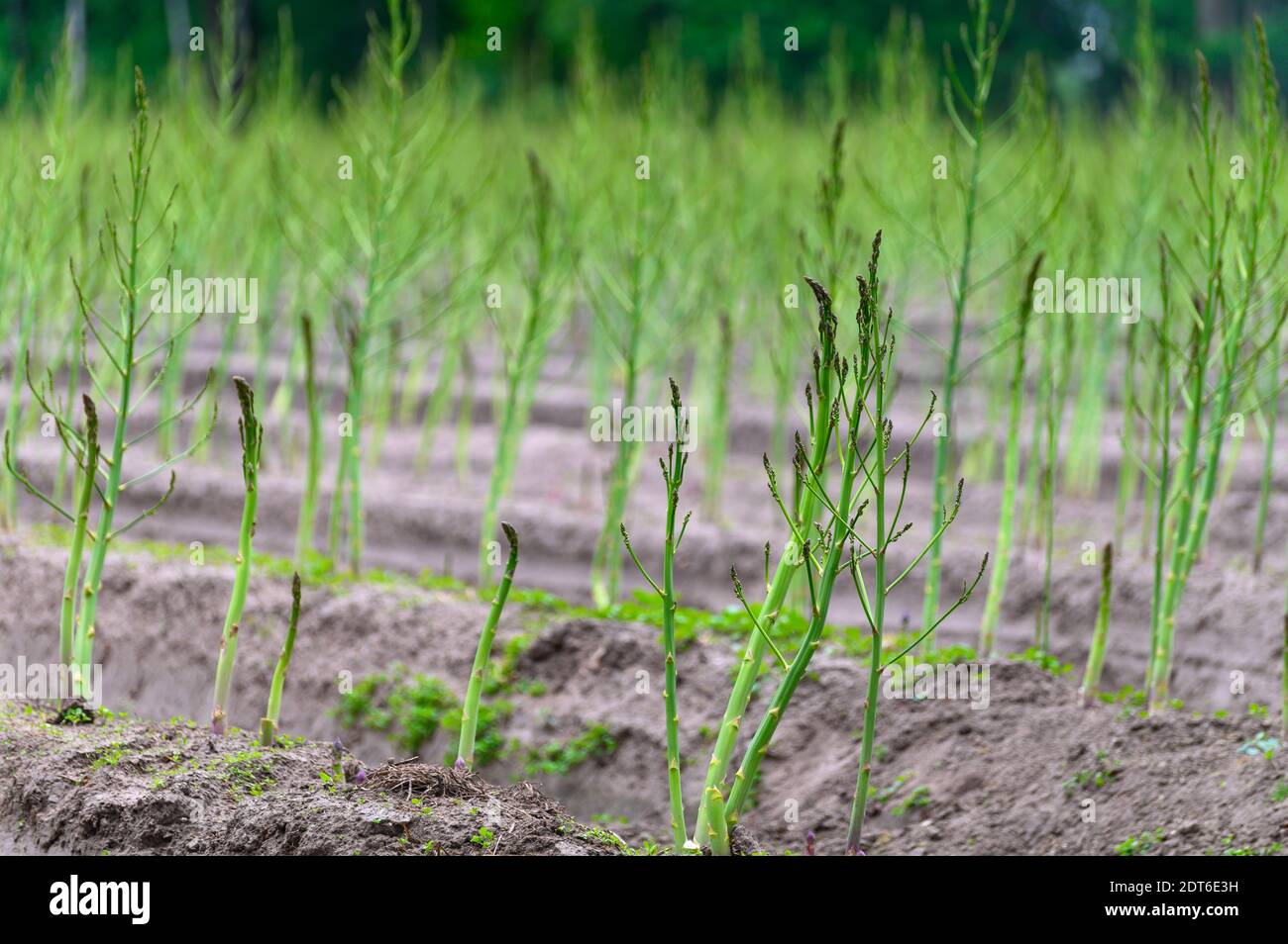 Early summer growth cycle of white asparagus plant, fern development ...