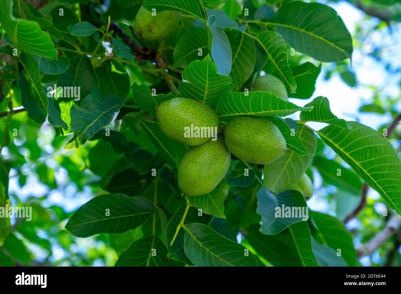 Walnut tree with big unripe nuts in green shell close up Stock Photo ...