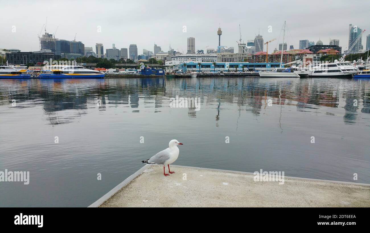 View Of Birds In Harbor Stock Photo - Alamy