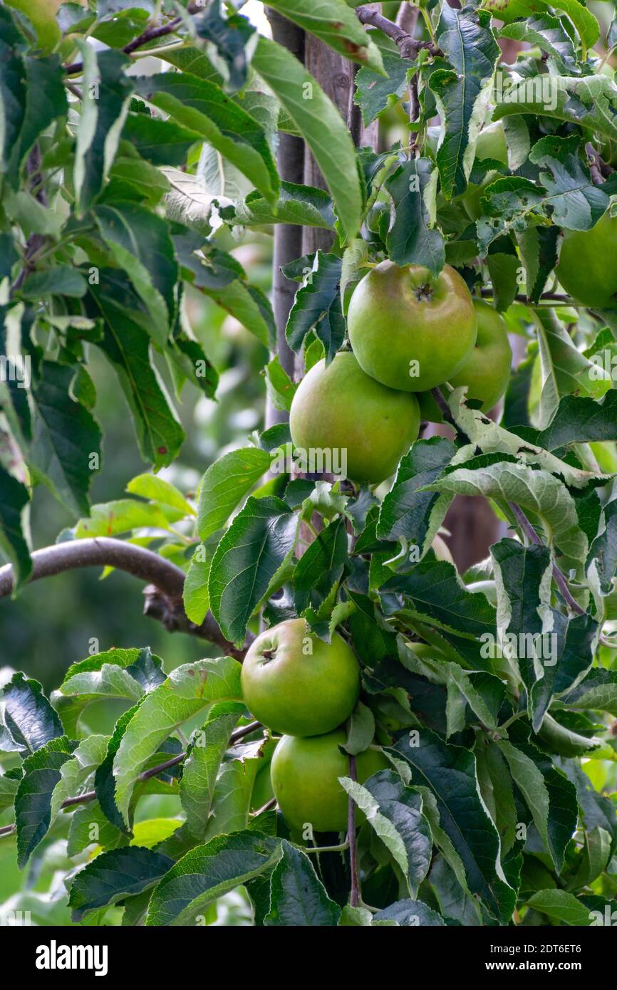 Green organic orchards with rows of apple trees with ripening fruits in ...