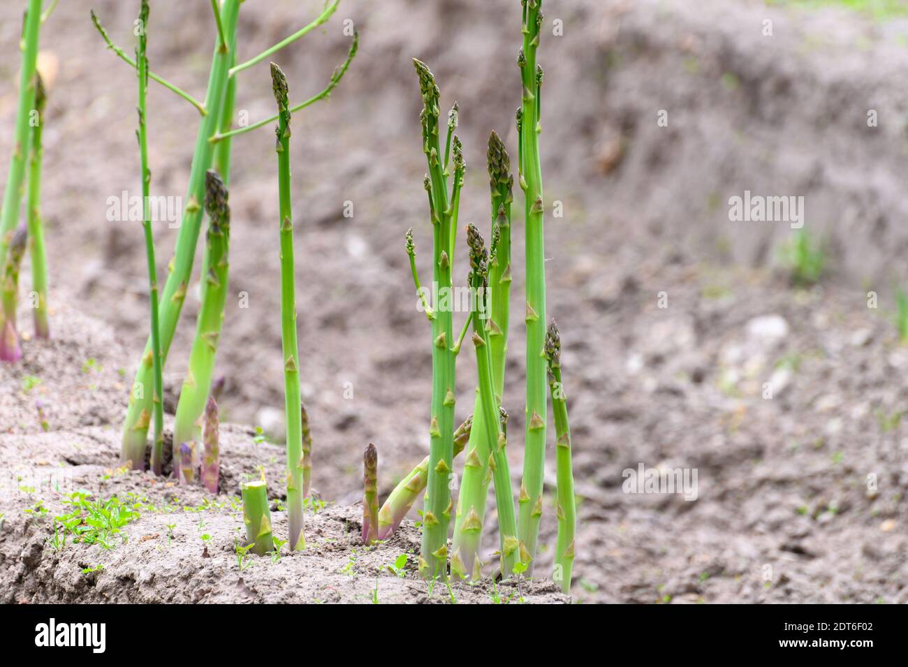 Early summer growth cycle of white asparagus plant, fern development ...