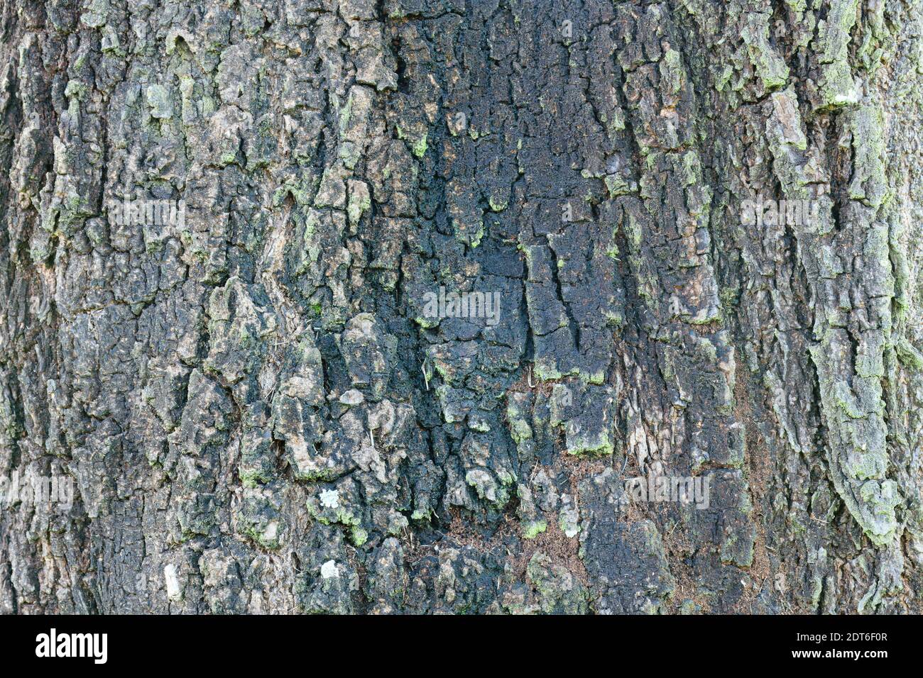 Tree trunk texture (purple Ipe Stock Photo - Alamy