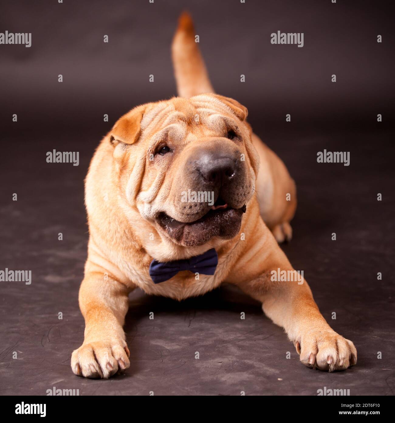 Shar pei beige hi-res stock photography and images - Alamy